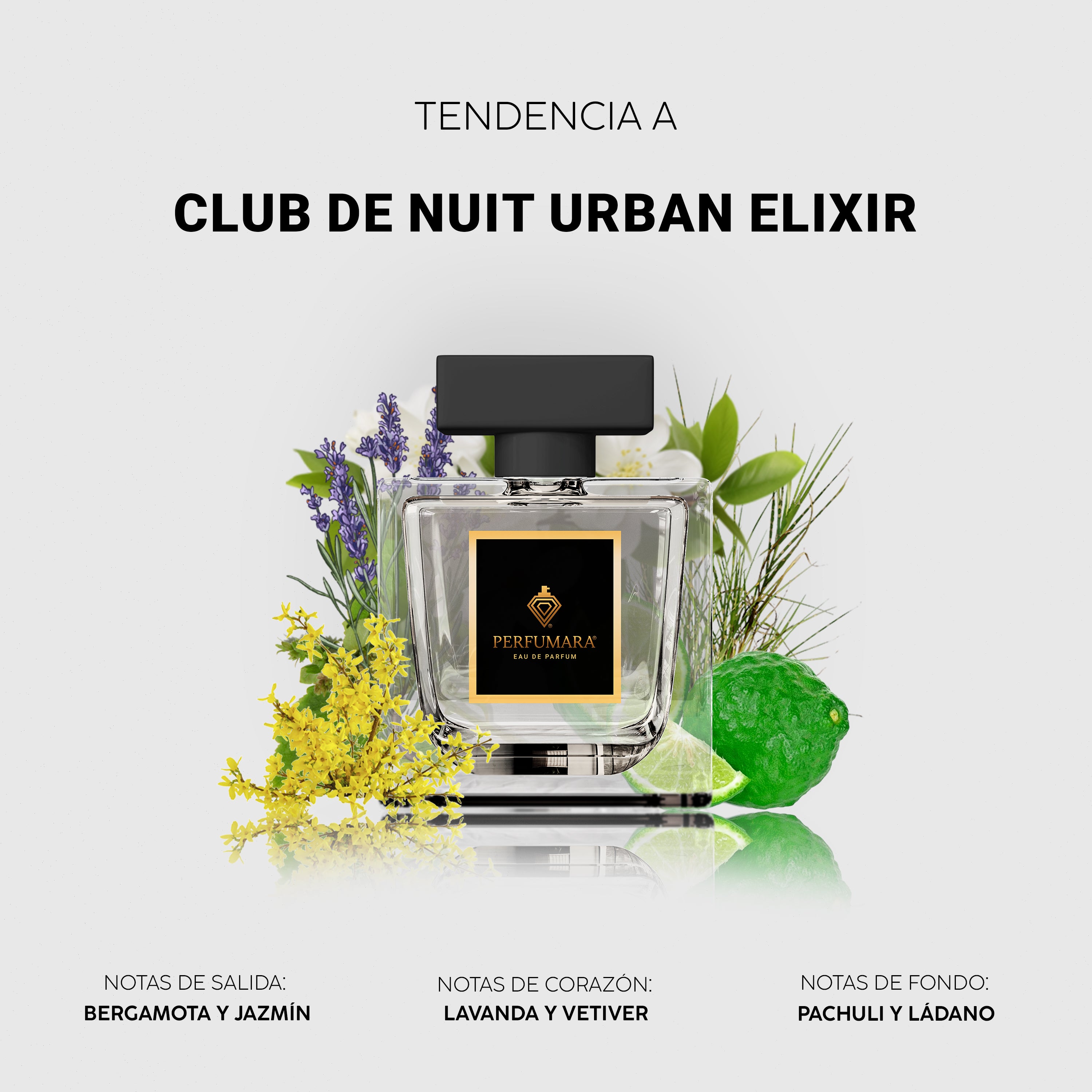 Tendencia a CClub de nuit urban elixir – PERFUMARA OFICIAL